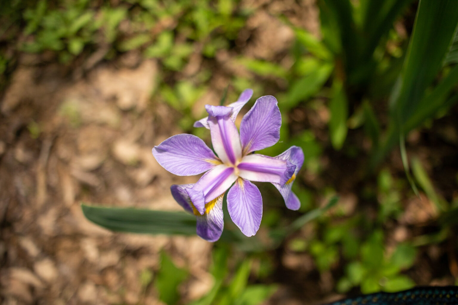 Hidden Springs State Forest: A Central Illinois Scenic Adventure ...