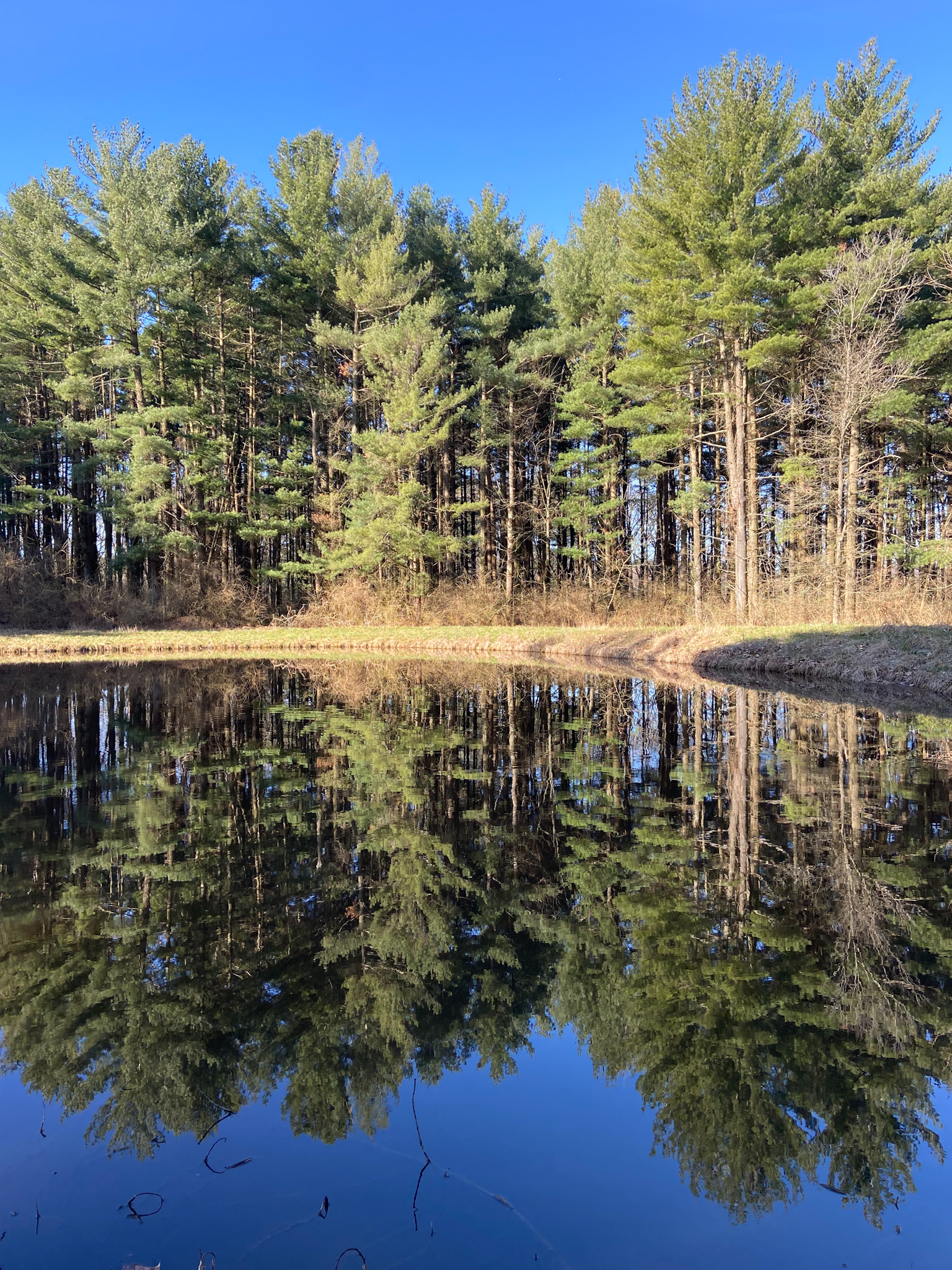 Hidden Springs State Forest: A Central Illinois Scenic Adventure ...