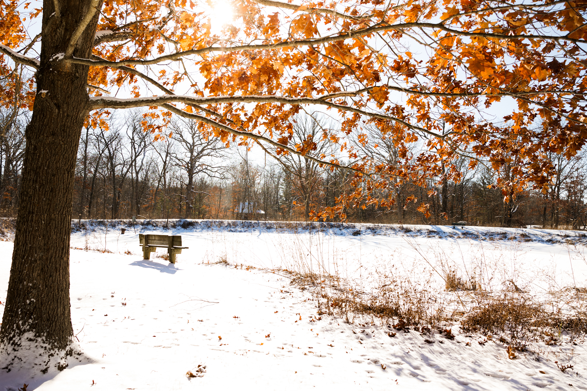 Hidden Springs State Forest: A Central Illinois Scenic Adventure ...